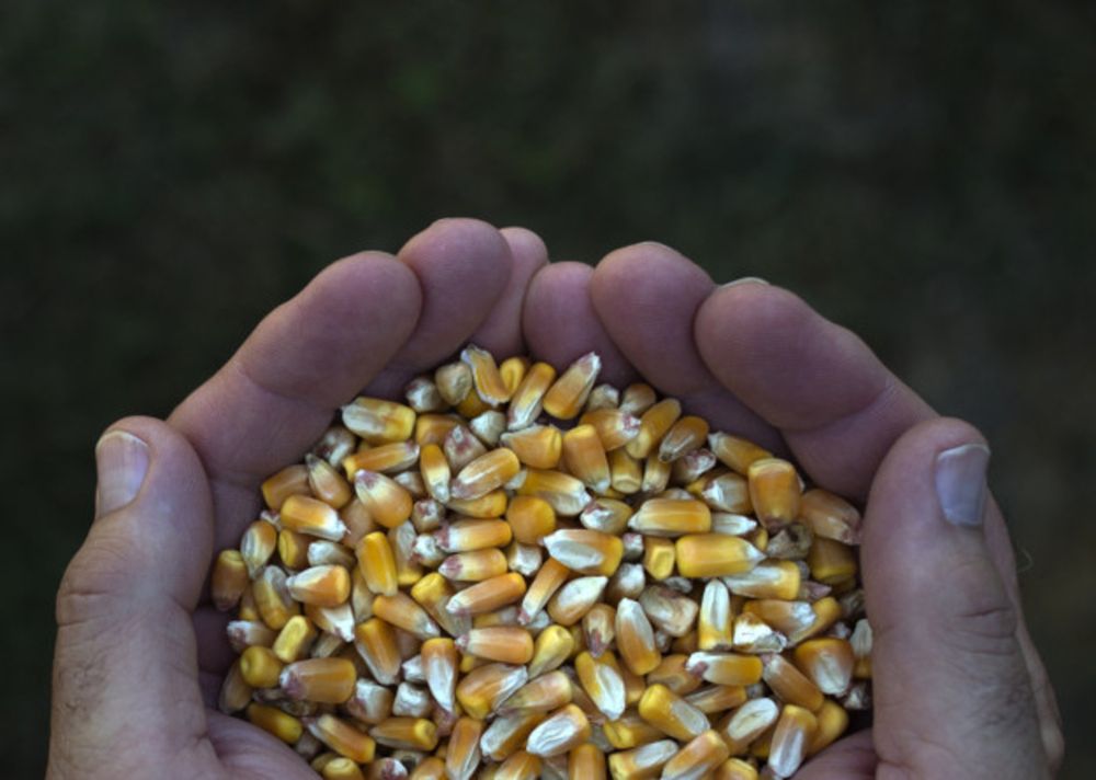 SA drought depletes corn stocks