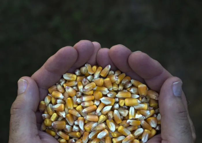 2014 maize output hits 33-year high