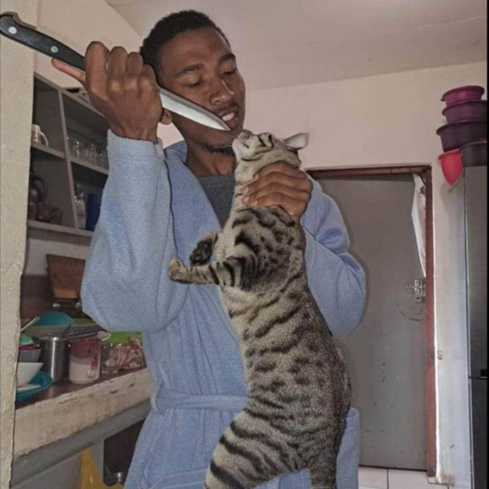 Man apologises after holding knife to a cat’s face but SPCA asks him to ...