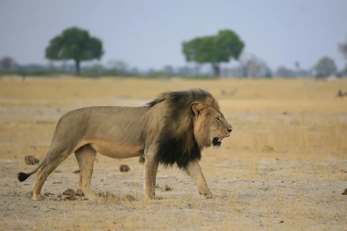 Lions too endangered for hunting - researcher