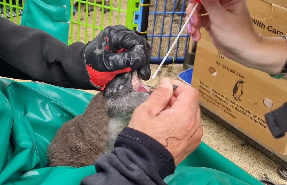 Long road ahead to free seabirds from avian flu and lift quarantine at ...
