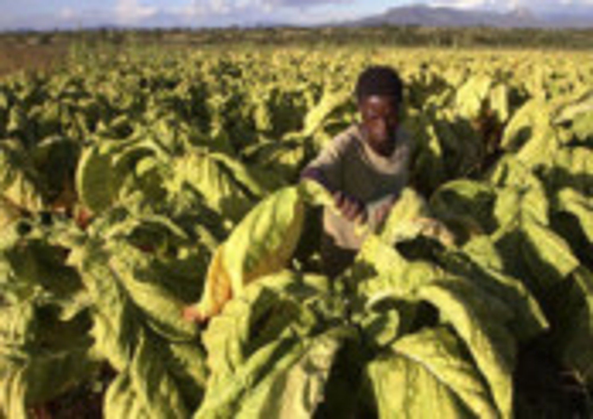 Zimbabwe’s tobacco sales rise