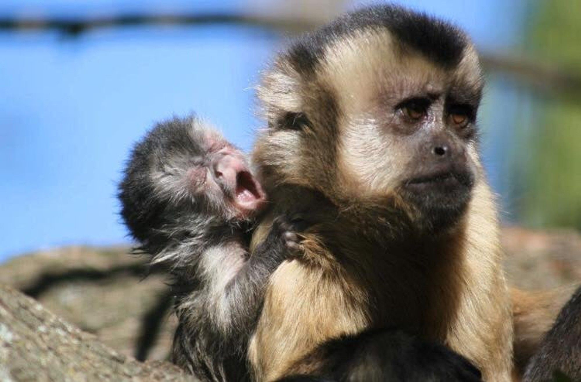 Monkey Town to close down due to increasing development and noise ...