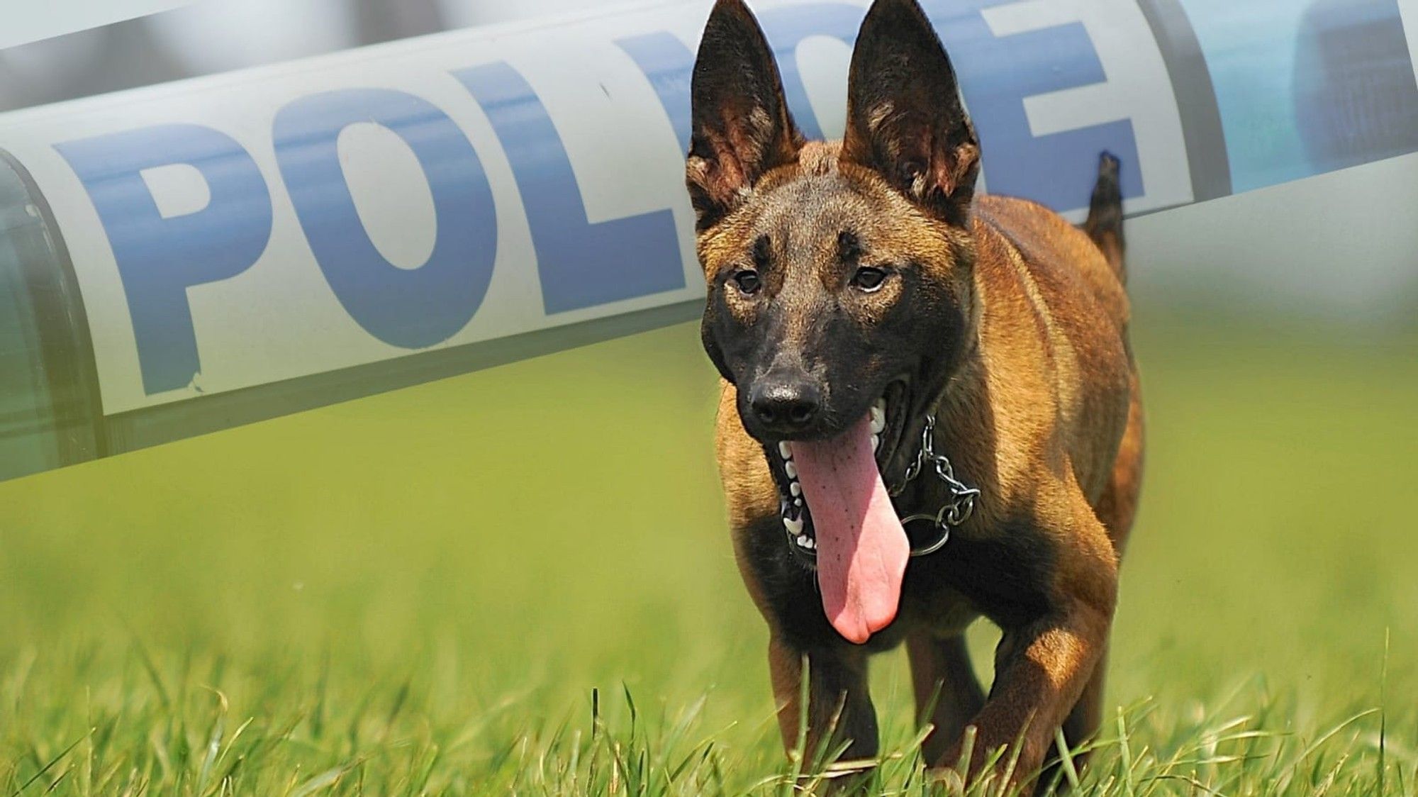 New K9s on the block: Cape Town Metro Police expand K9 unit to combat ...