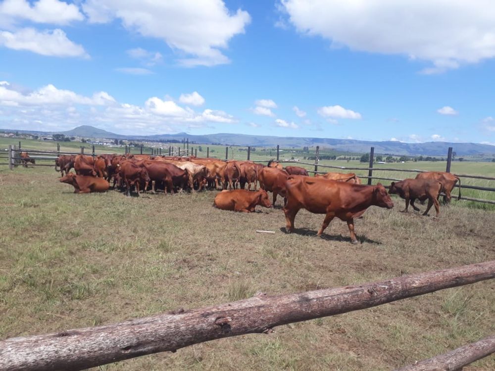 KwaZulu-Natal and Free State thieves steal cattle, sheep and goats from ...