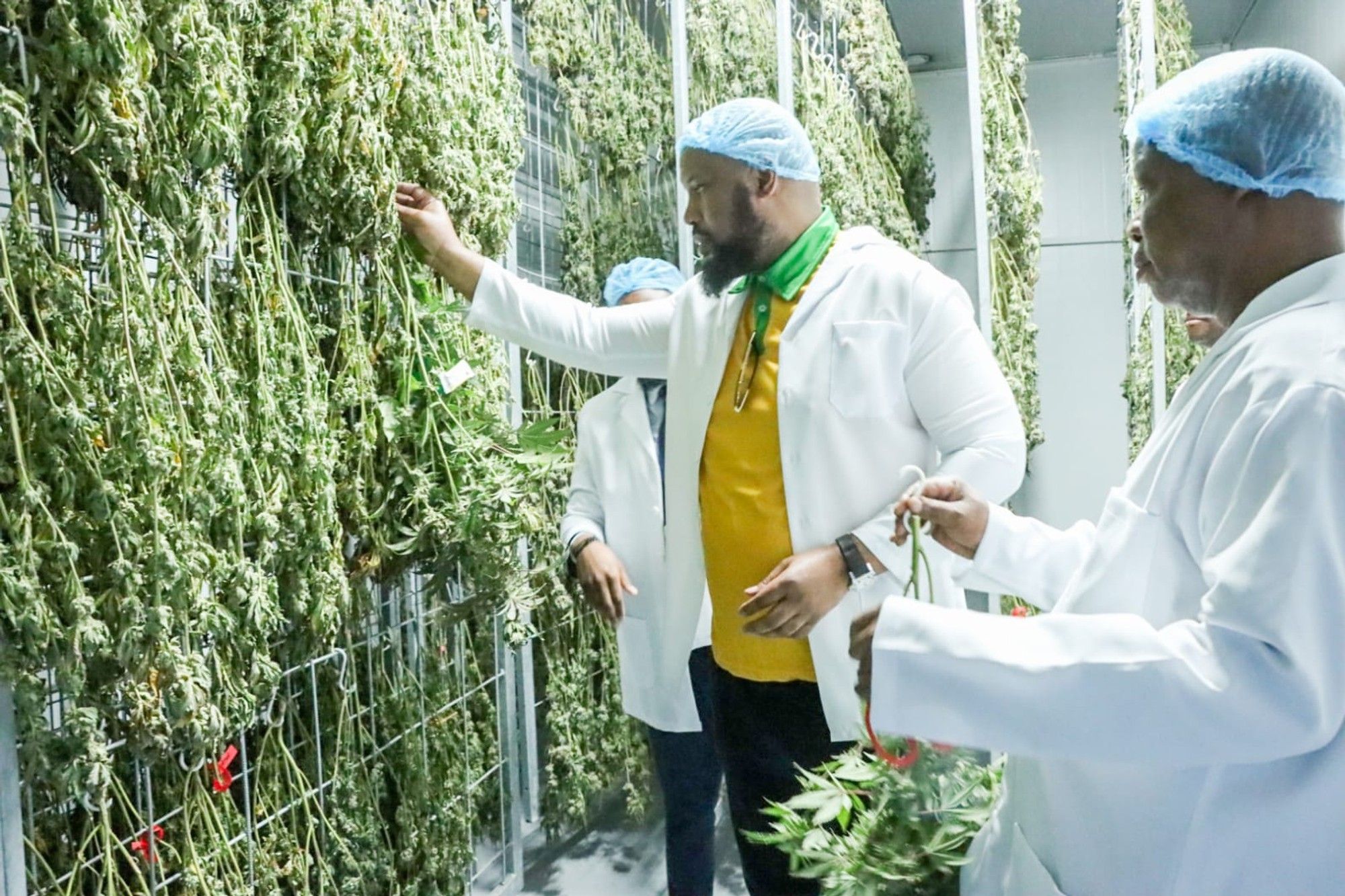 Programme to boost KZN cannabis industry