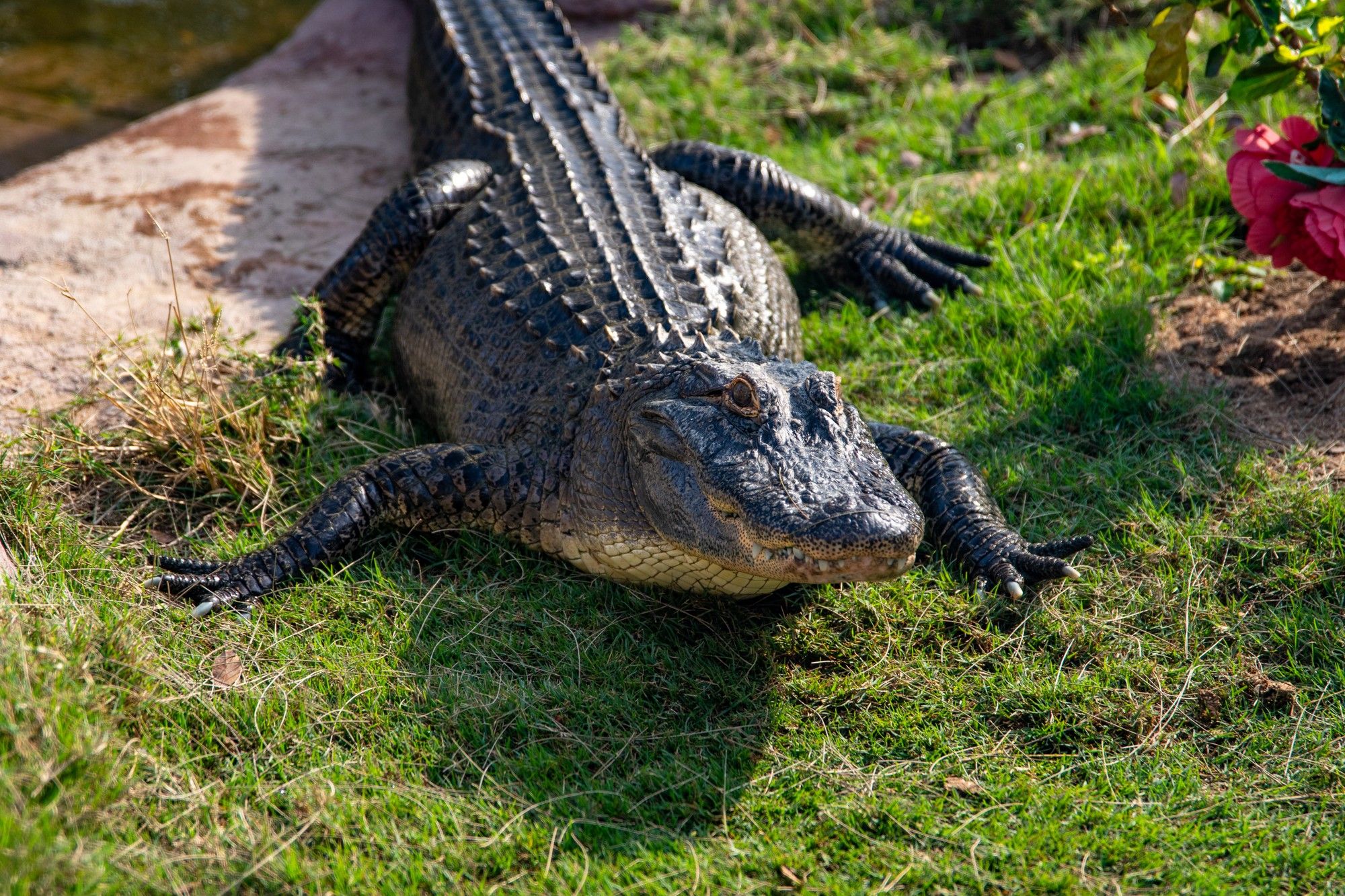 WATCH: Crikey! Is that a crocodile on top of a roof?