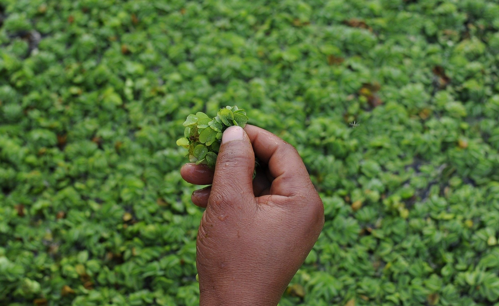 How KZN’s R59 million programme is tackling invasive alien plant species