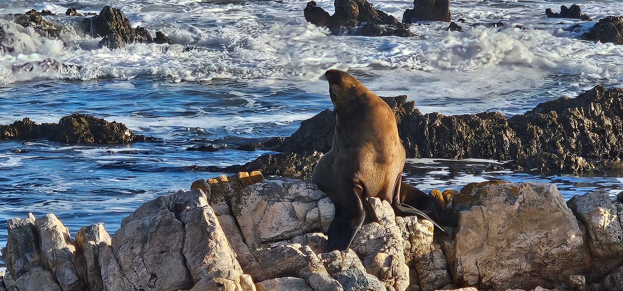 Keep encounters with marine life safe and informed