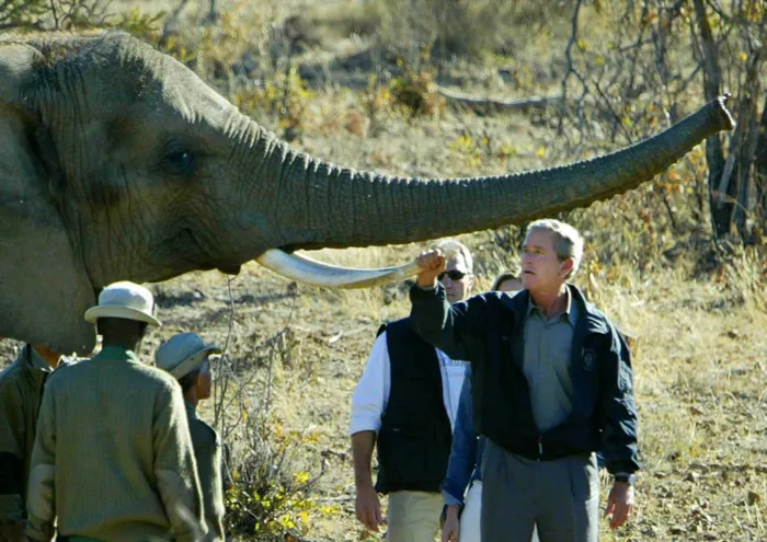 Africa’s elephants under threat