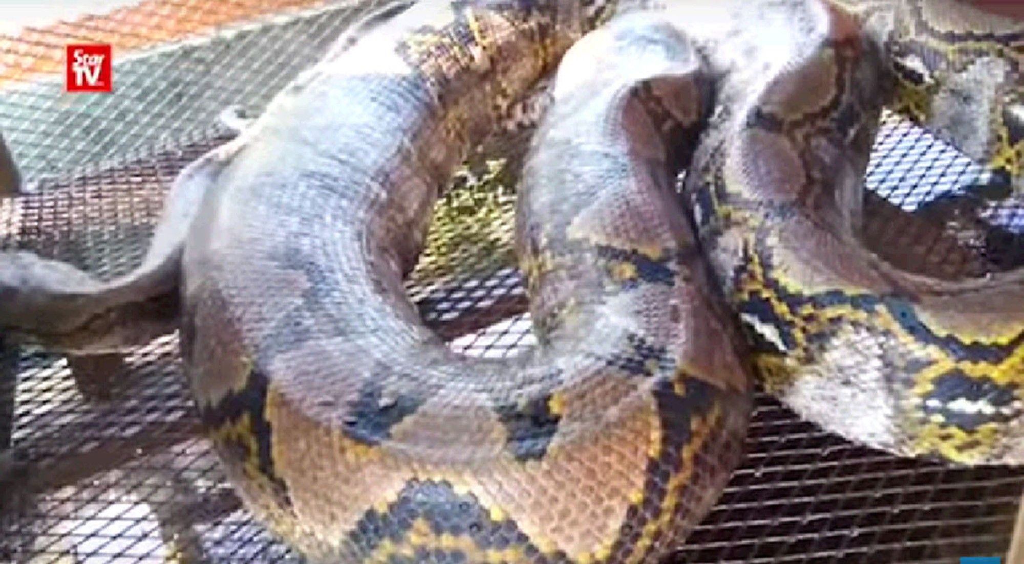 7. 8 metre monster python spotted