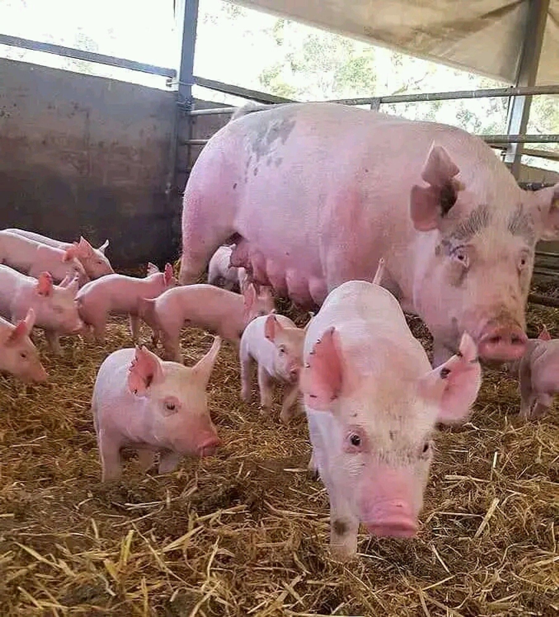 ILarge White yihagu yenyama