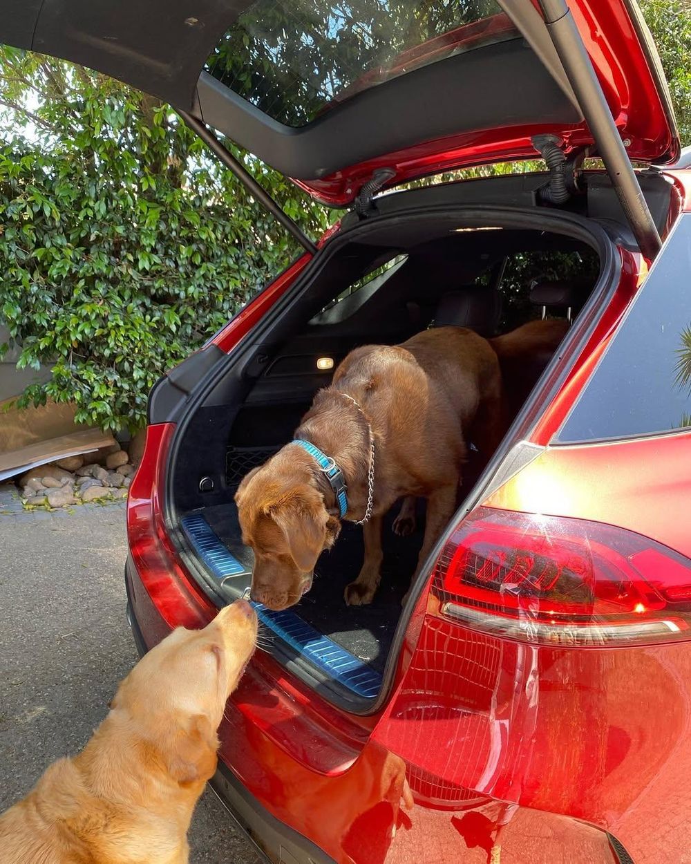 WATCH: Rachel Kolisi's daughter Keziah gives dogs a pamper session ...