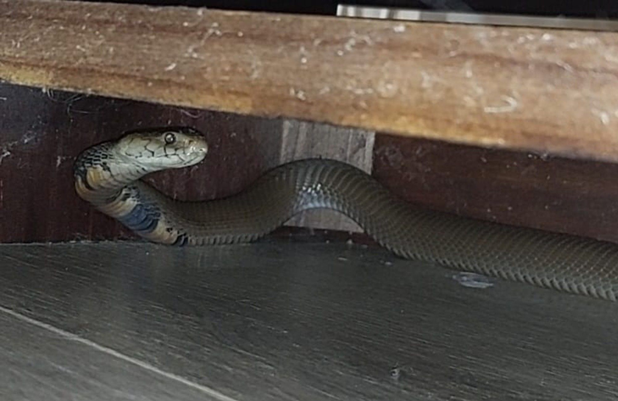 Snake rescuer removes Mozambique spitting cobra ‘keepin’ cool’ in home