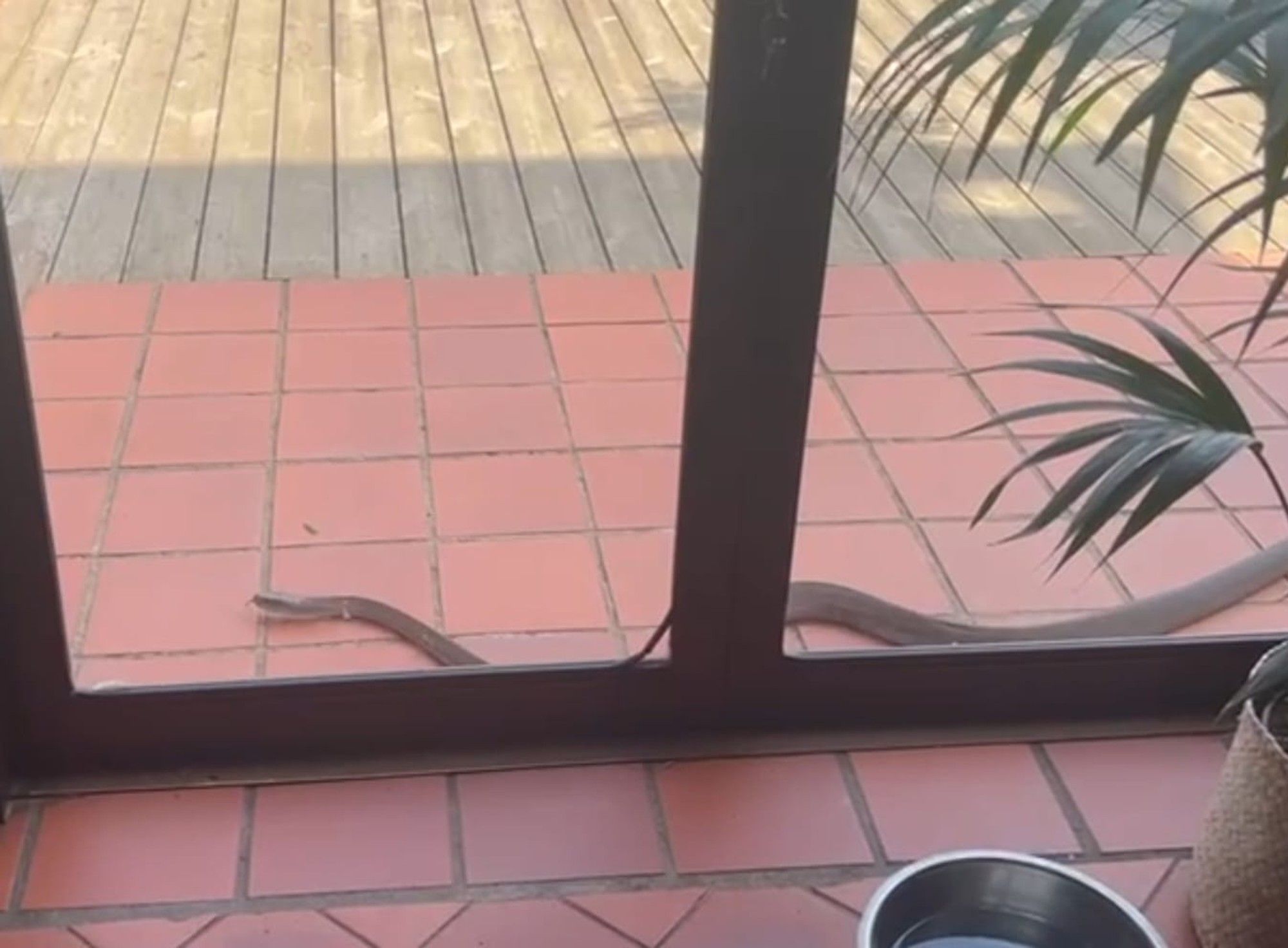 Sunbathing black mamba no match for snake rescuer