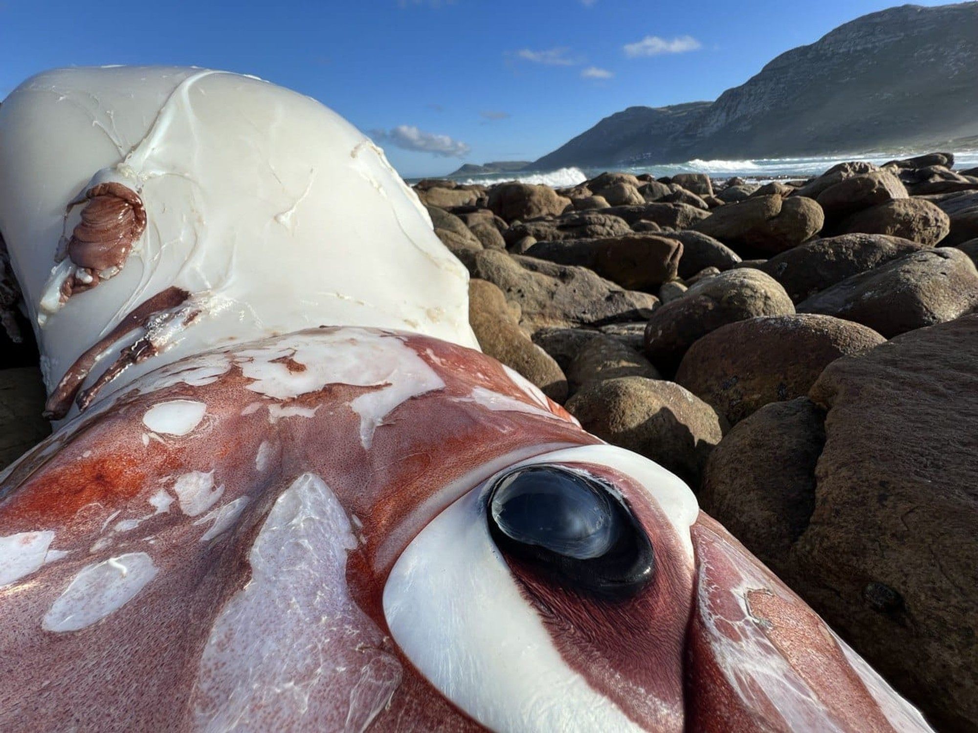 Ink-credible rare giant squid and pilot whale calf wash ashore in the Cape