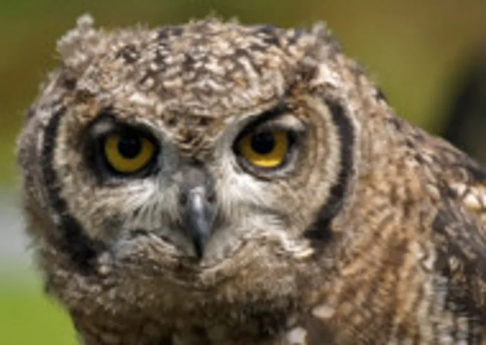 Ex-teacher launches owl rescue op