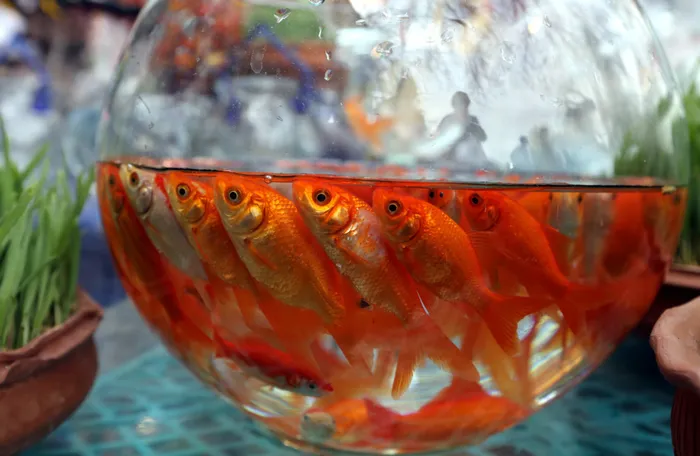 Teen ‘forced to eat’ her pet goldfish
