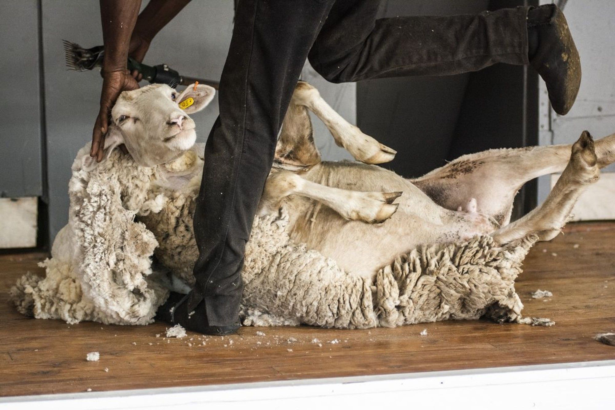 The growth of wool farming in Eastern Cape