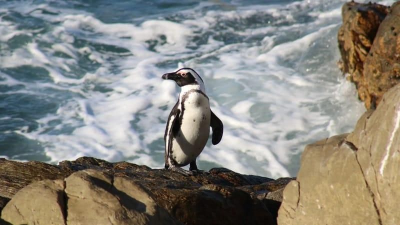 Court battle over African penguin survival delayed by State’s late response