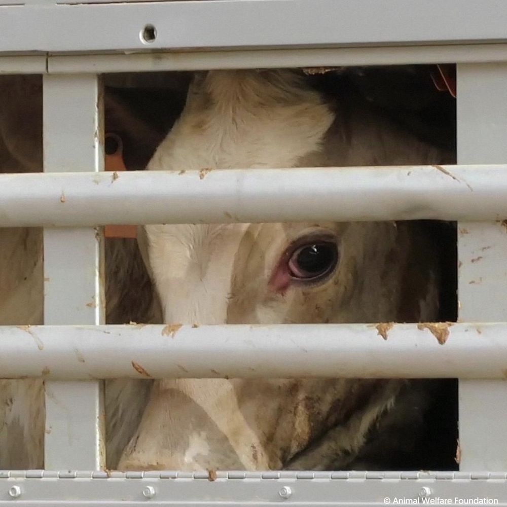 NSPCA criticises government’s approach to live animal exports