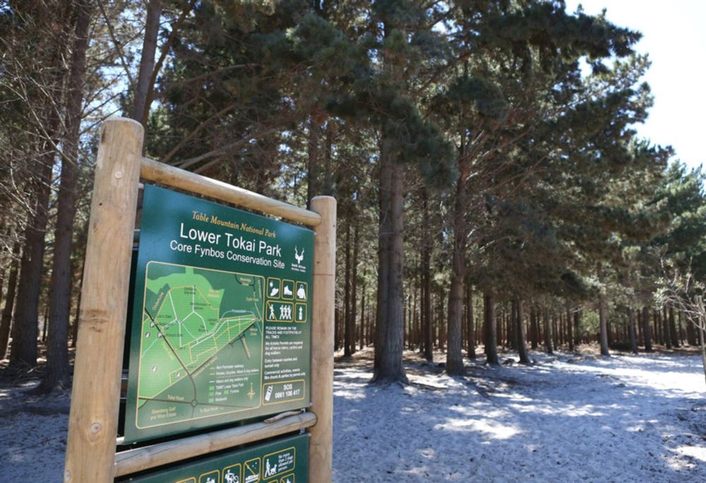 Locals win Tokai tree-felling case