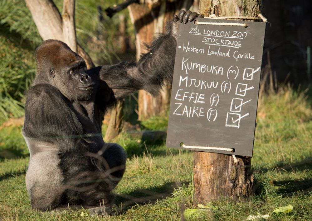London Zoo counts animals in two by two