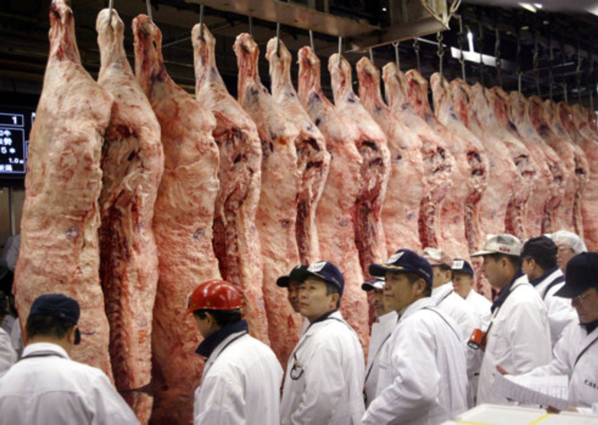 Tainted beef to be burnt