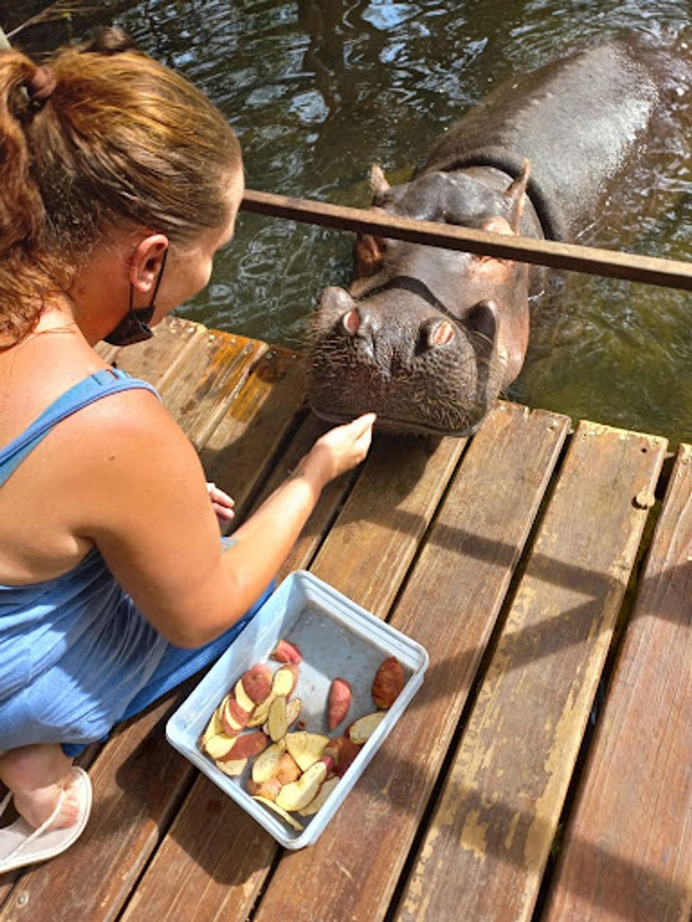 Woman 'thrown around like ragdoll’ in mouth of hippo terrified after ...