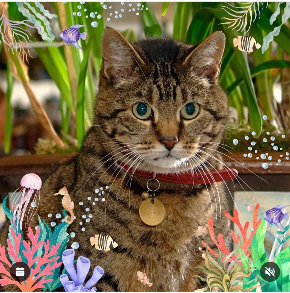 LOOK: Skabenga, the Oyster Box cat rings in his 18th birthday in style