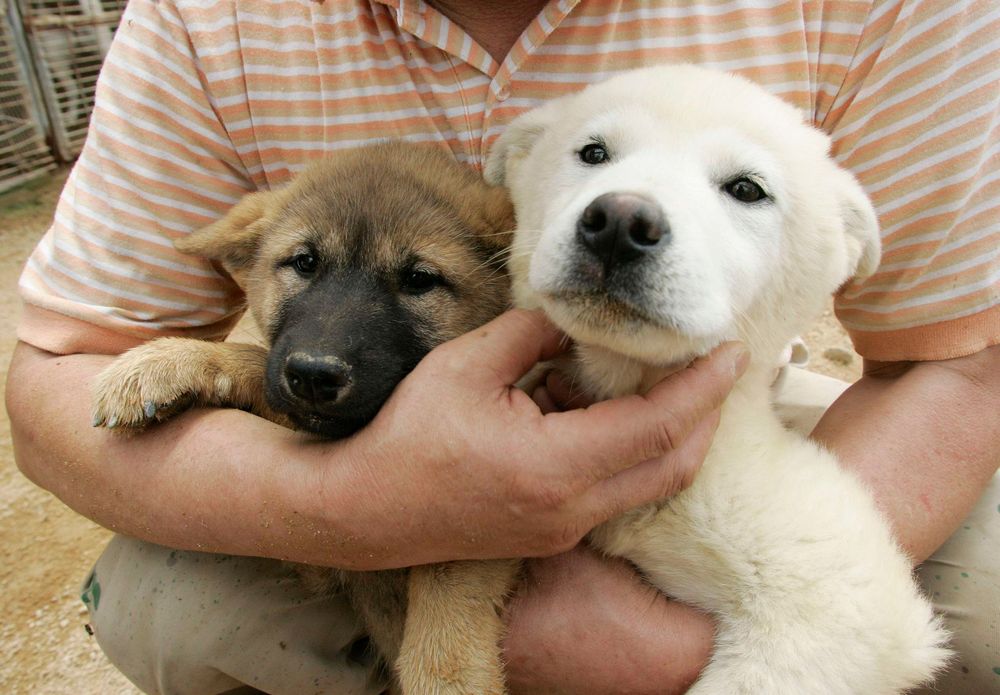 Sick as a dog? Pets often catch Covid-19 from humans, study finds