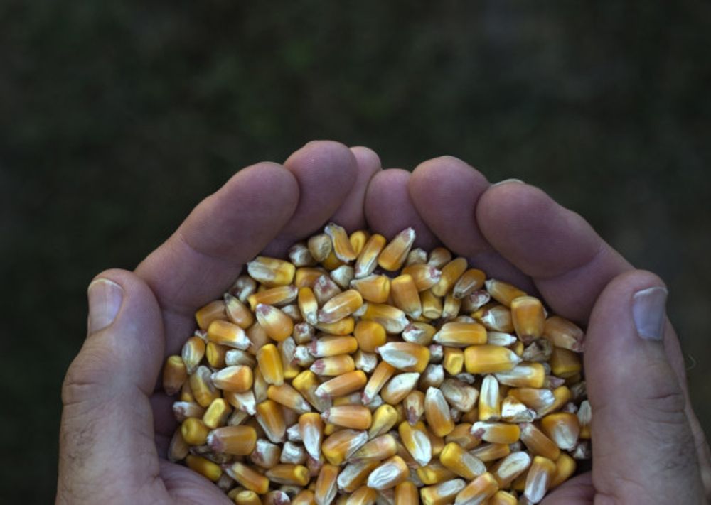 Yellow corn climbs to 19-year high in SA