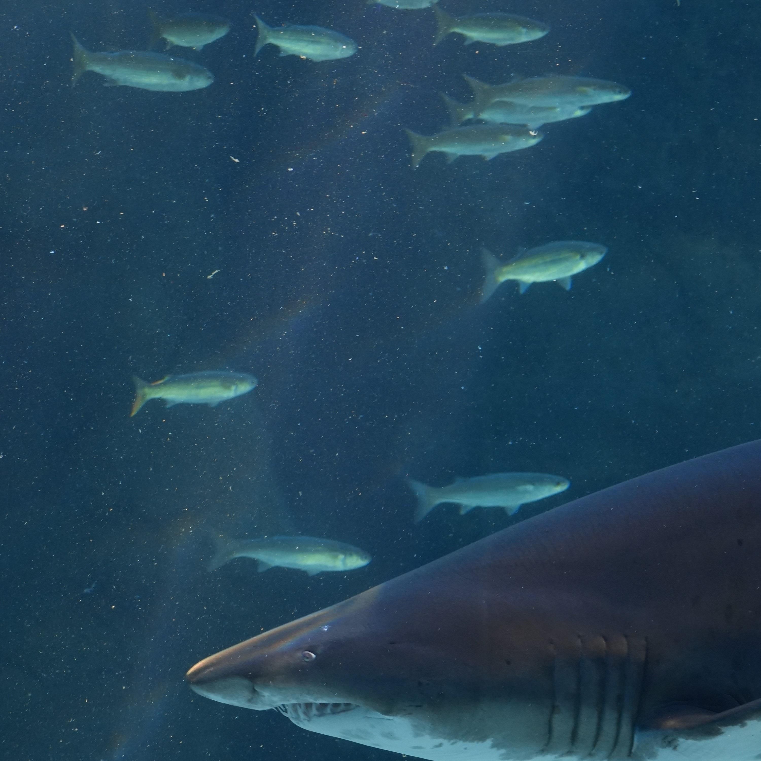 Gen the ragged-tooth shark released back into the big blue after 8 years