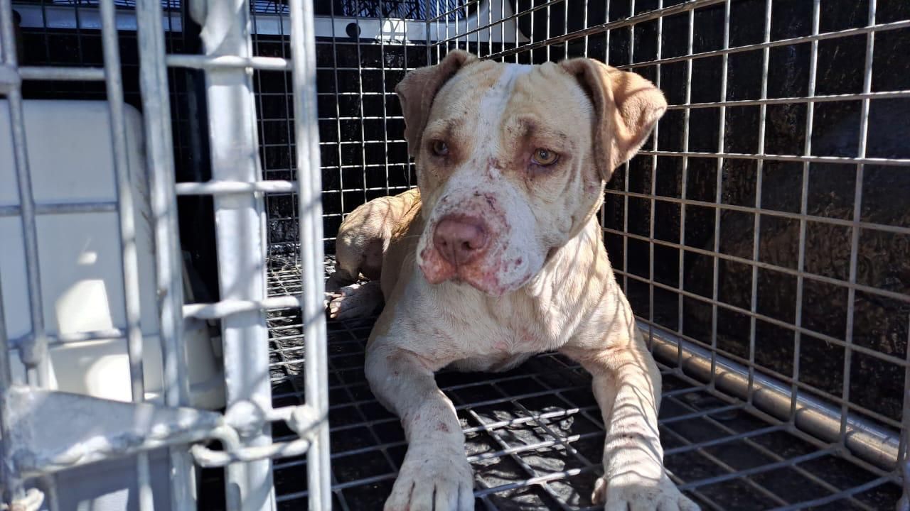 Cape Town SPCA's third dogfighting bust in a month highlights growing ...