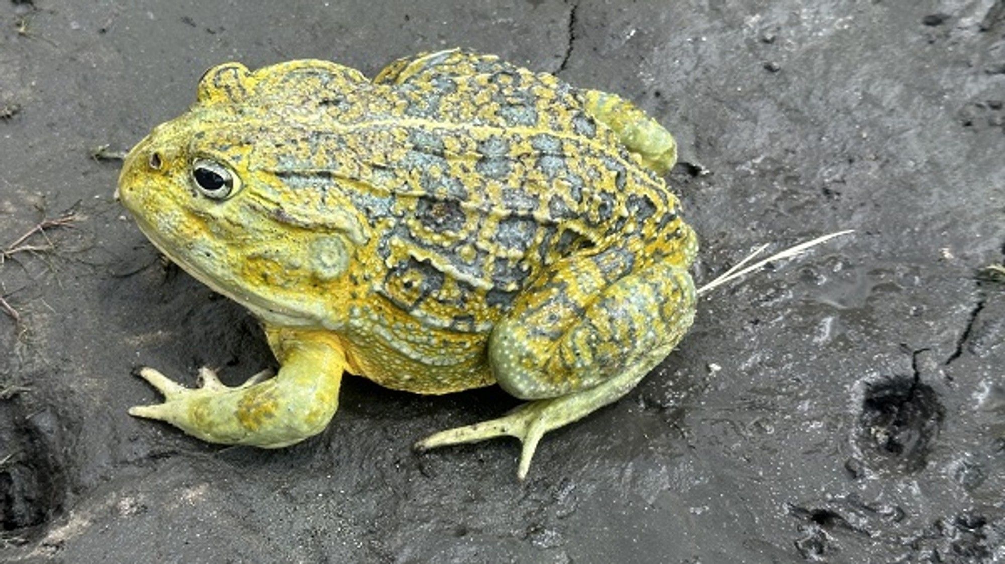 Largest frog species in over a century found in Africa