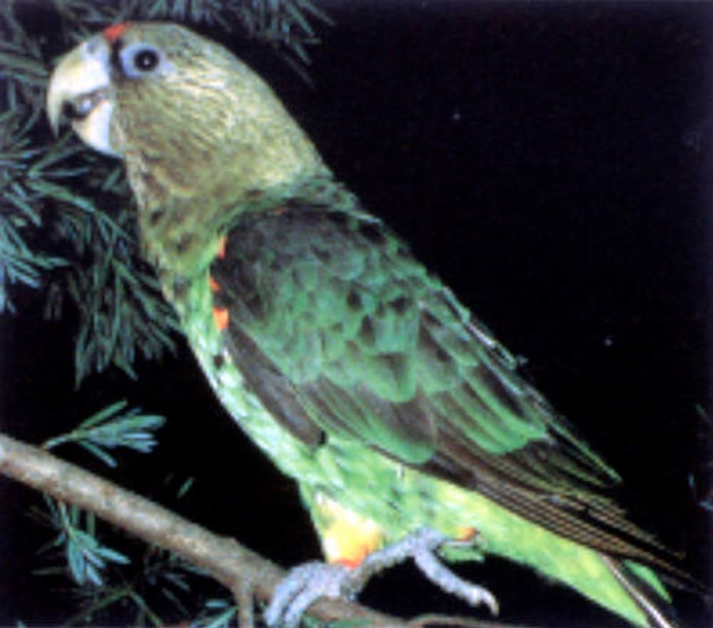 Parrot passion