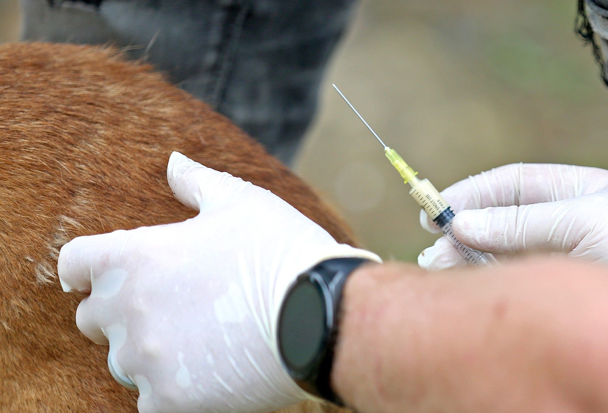 Beware of rabies in all animals – hospital group warns