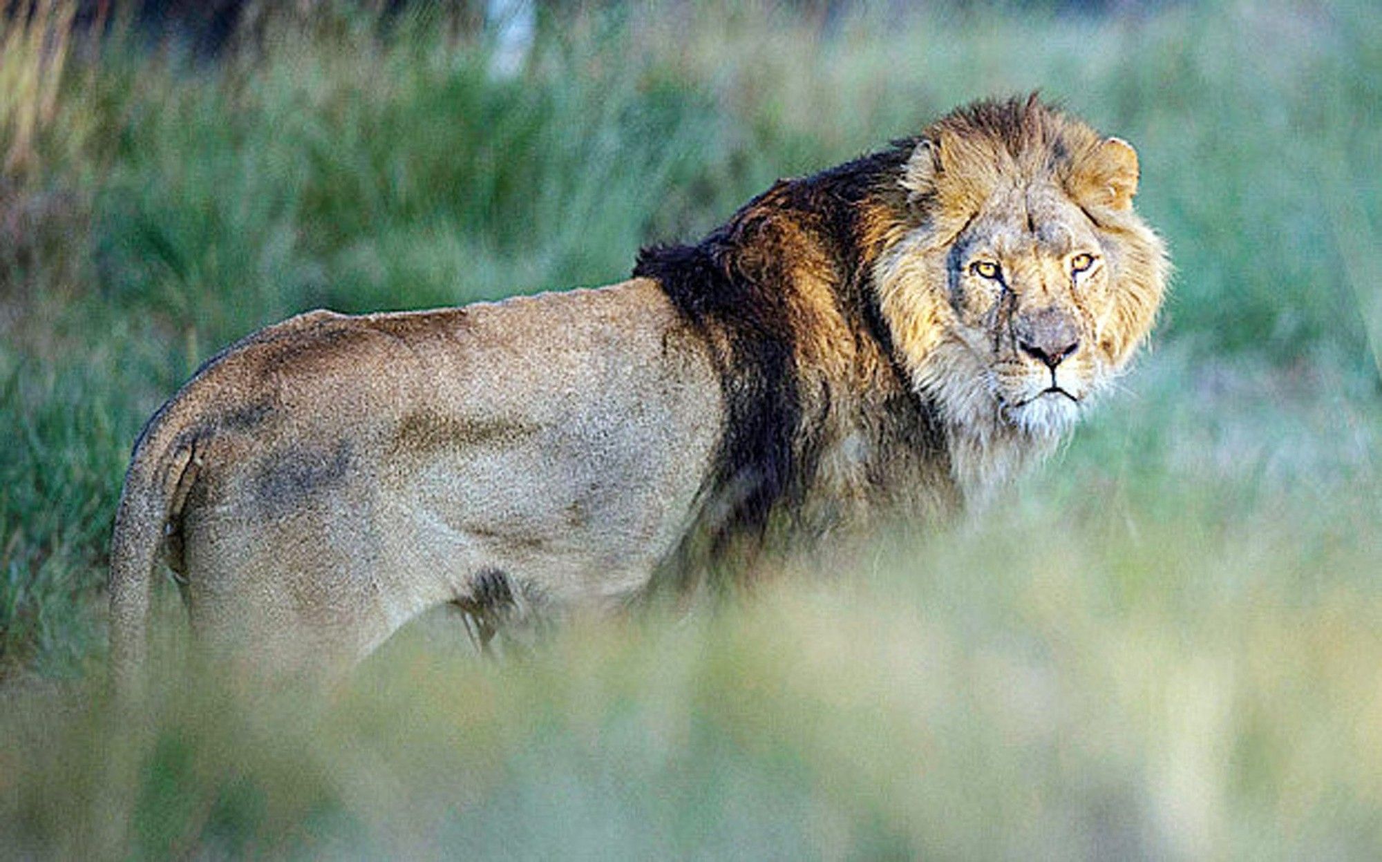 Poaching of lions for their body parts continues to increase in SA