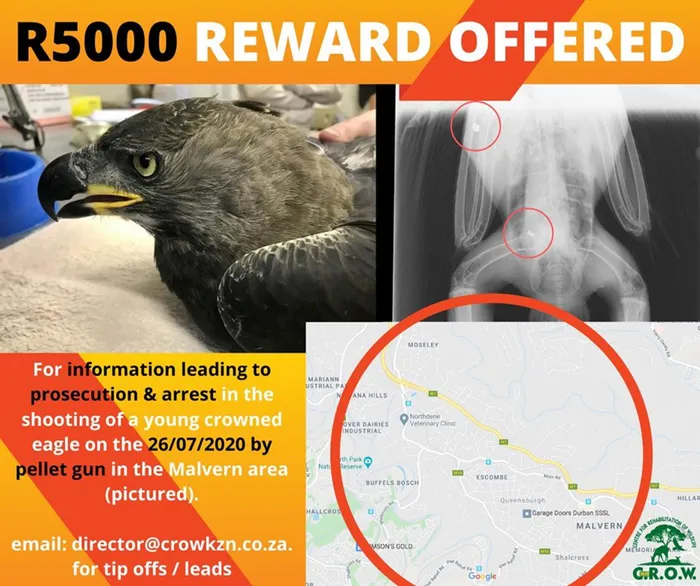 R5000 reward offered for info on crowned eagle shooting in Durban suburb