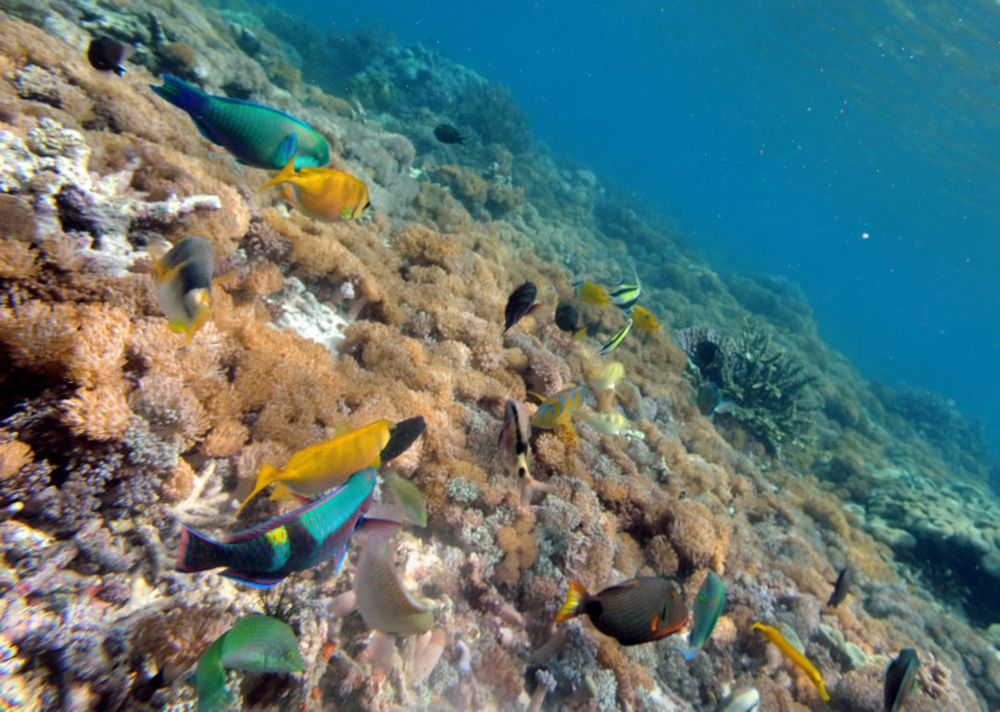 Clone wars of coral ‘offspring’