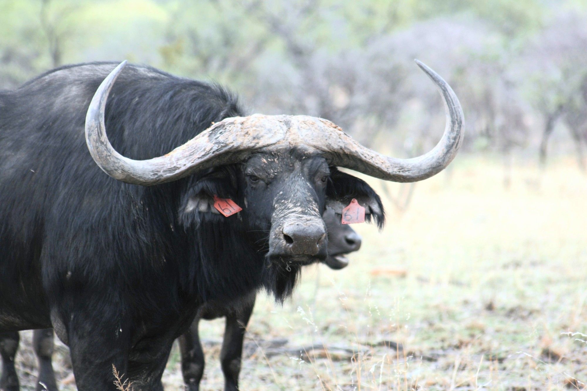 Buffalo turns tables on illegal hunters in Kruger National Park ...