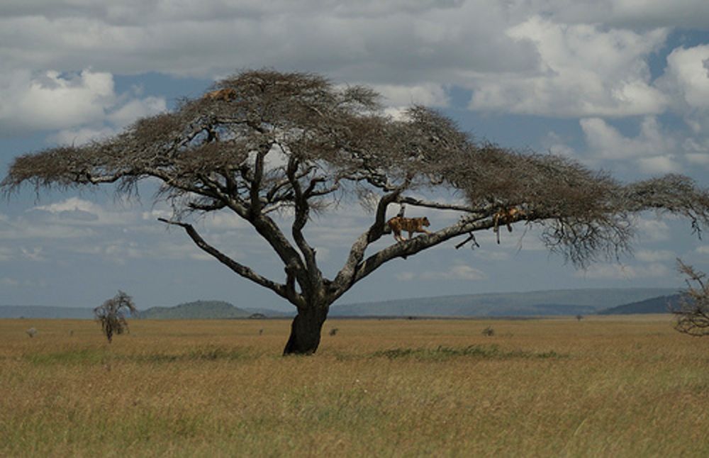 Game for some safari books?