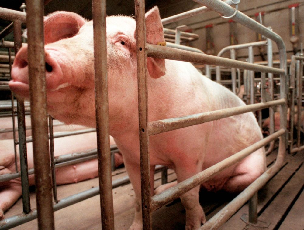 Welfare of farm animals under the spotlight on World Farm Animals’ Day