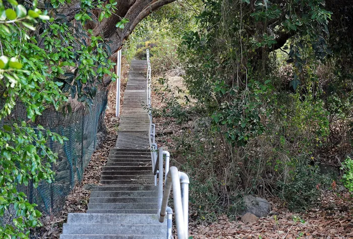 World Heart Day: How walking 5 flights of stairs can reduce risk of ...
