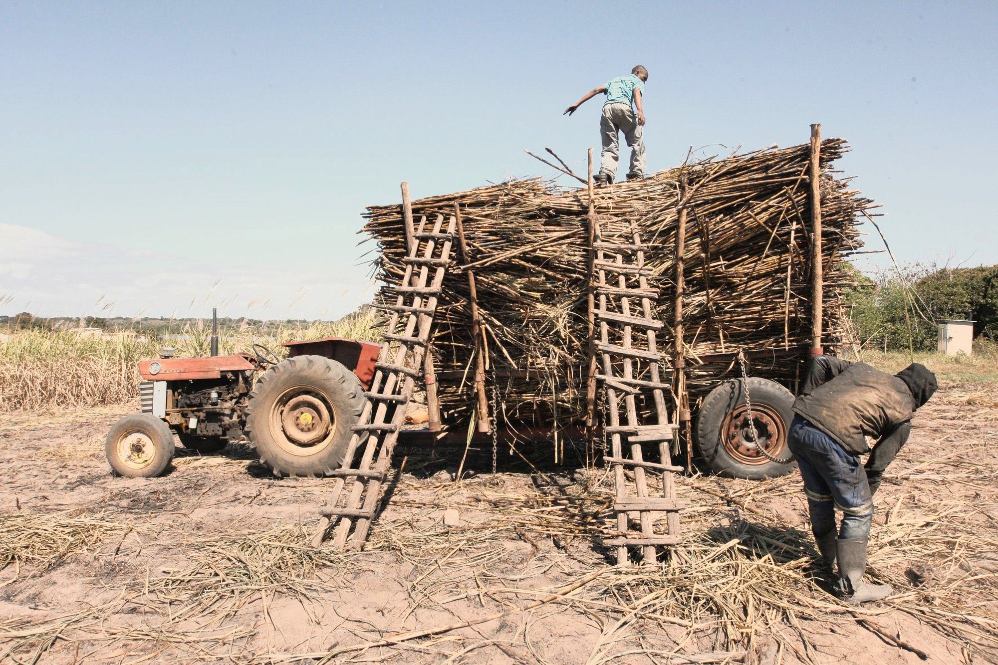SA Canegrowers unhappy about an 8% drop in final price of processed cane