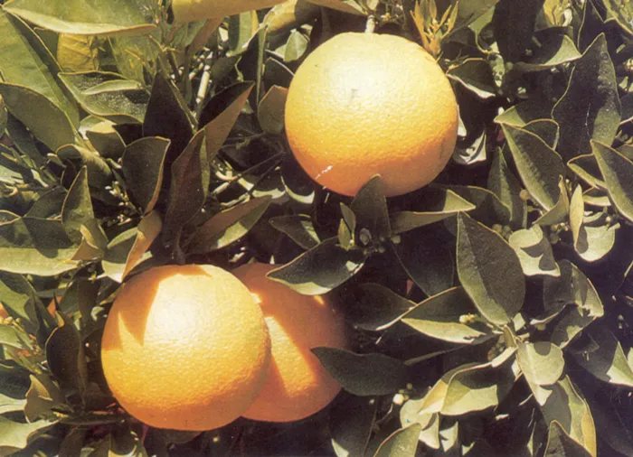 Record citrus fruit exports leave SA