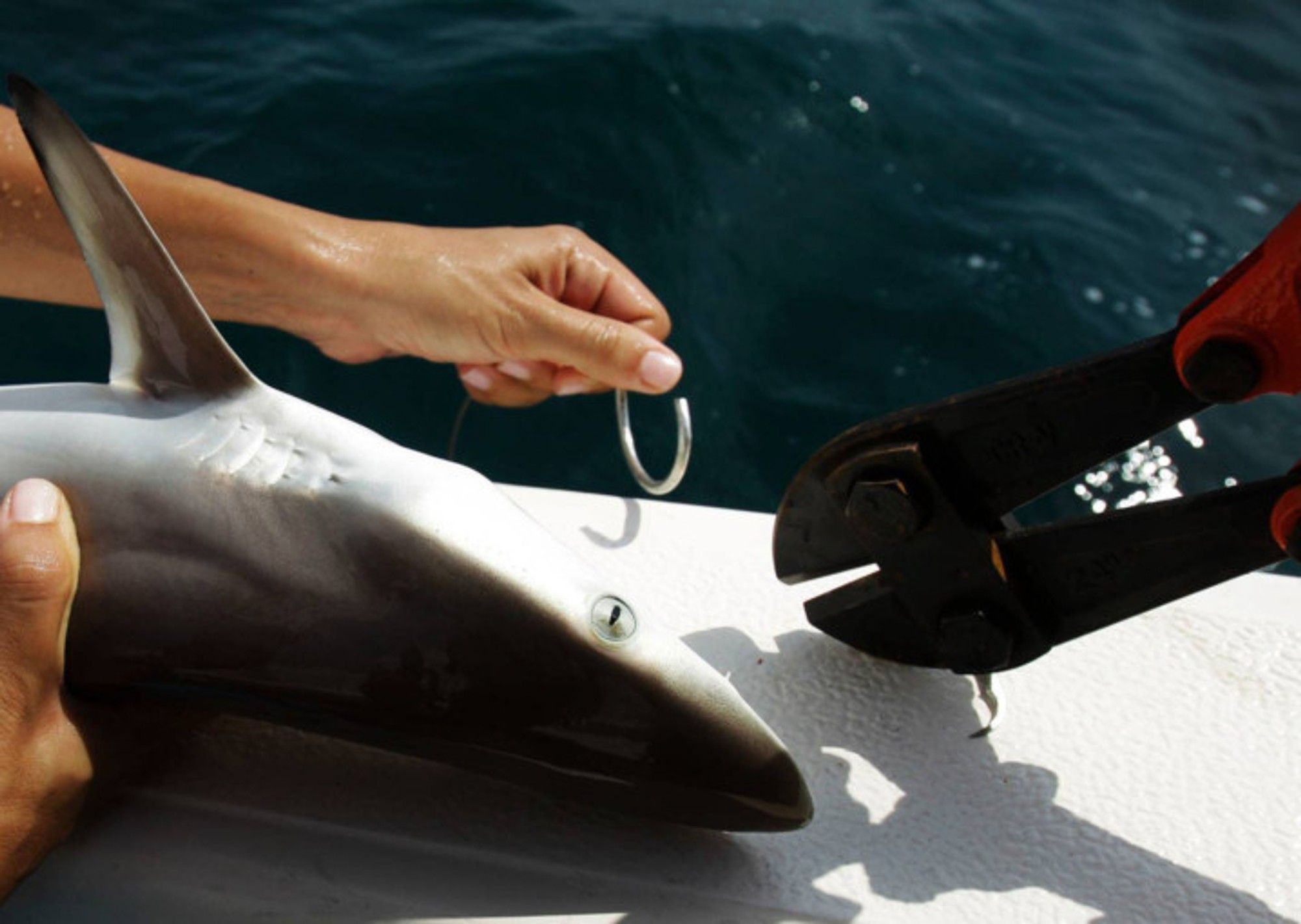 How sharks dive by the moon