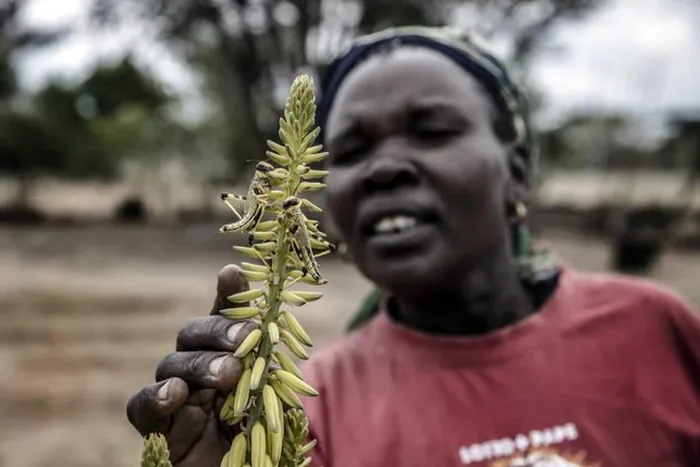 East Africa receives US$10m from Russian Federation to control locust ...