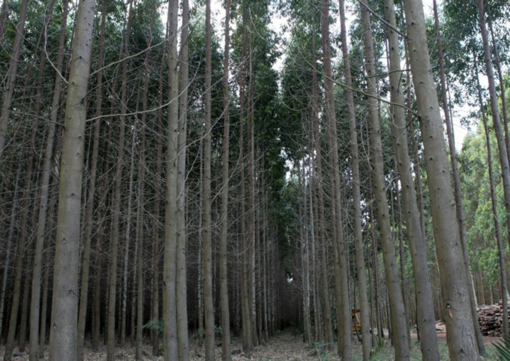 Sappi to slash jobs in big revamp