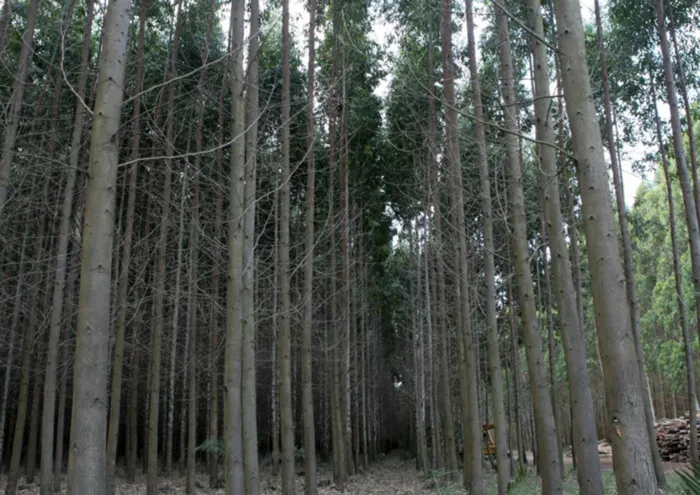 Forestry forced to chop SA jobs
